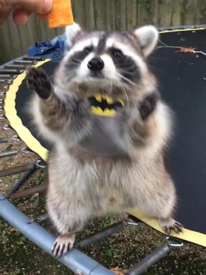 app.userVideo.meta.title | Exolyt