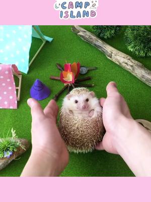 app.userVideo.meta.title | Exolyt