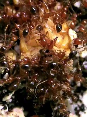 app.userVideo.meta.title | Exolyt