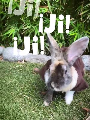 app.userVideo.meta.title | Exolyt