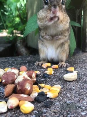 app.userVideo.meta.title | Exolyt