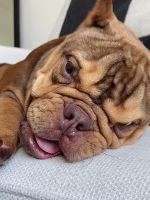 app.userVideo.meta.title | Exolyt