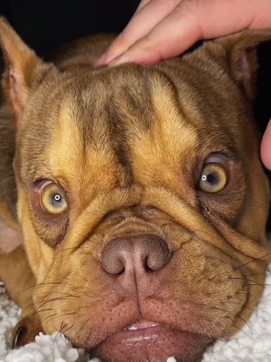 app.userVideo.meta.title | Exolyt