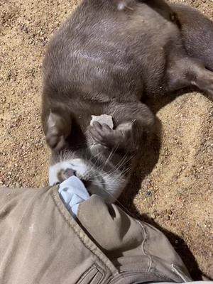 app.userVideo.meta.title | Exolyt